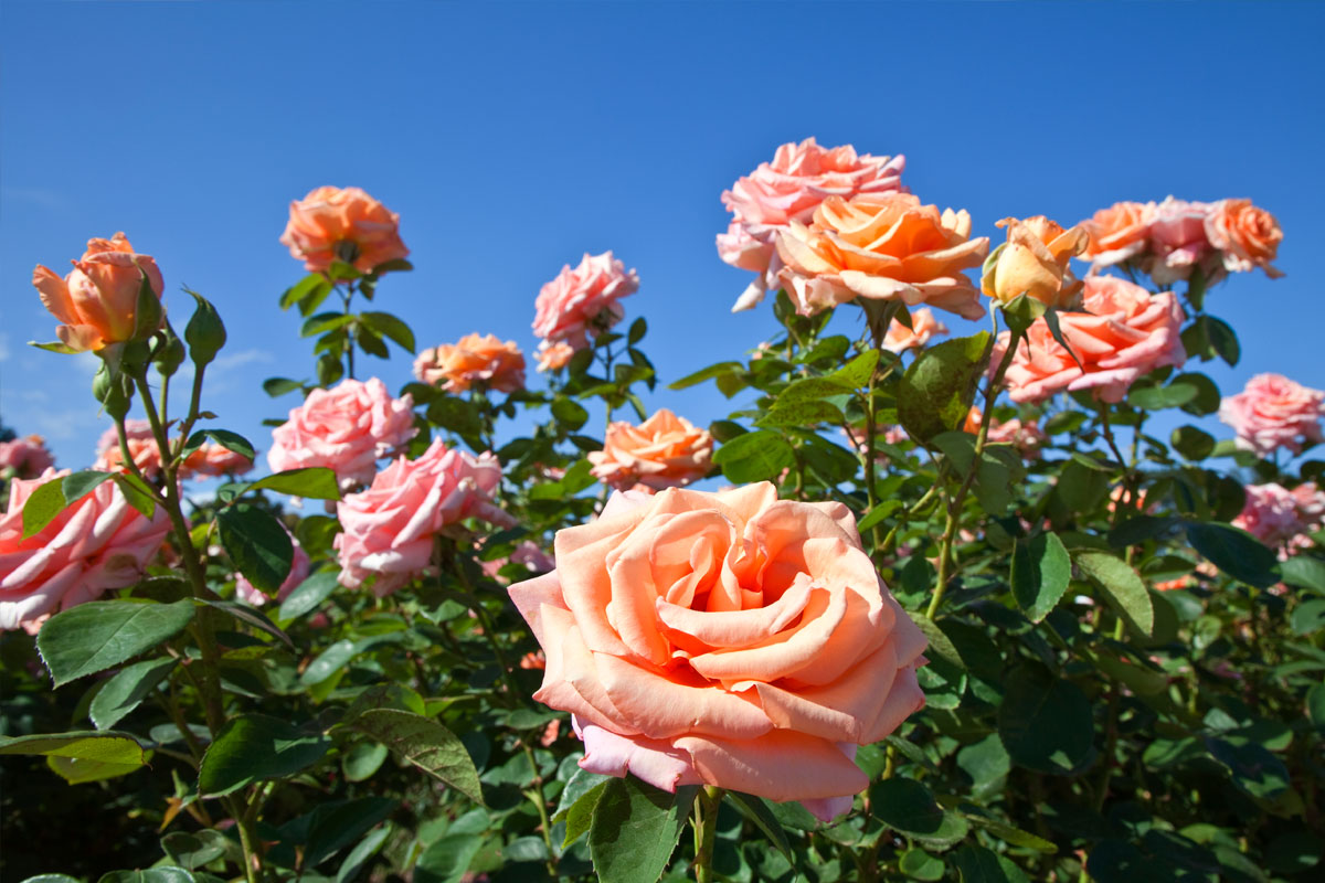 How to Grow Roses: Expert Gardening Tips to Grow Roses Like a Pro